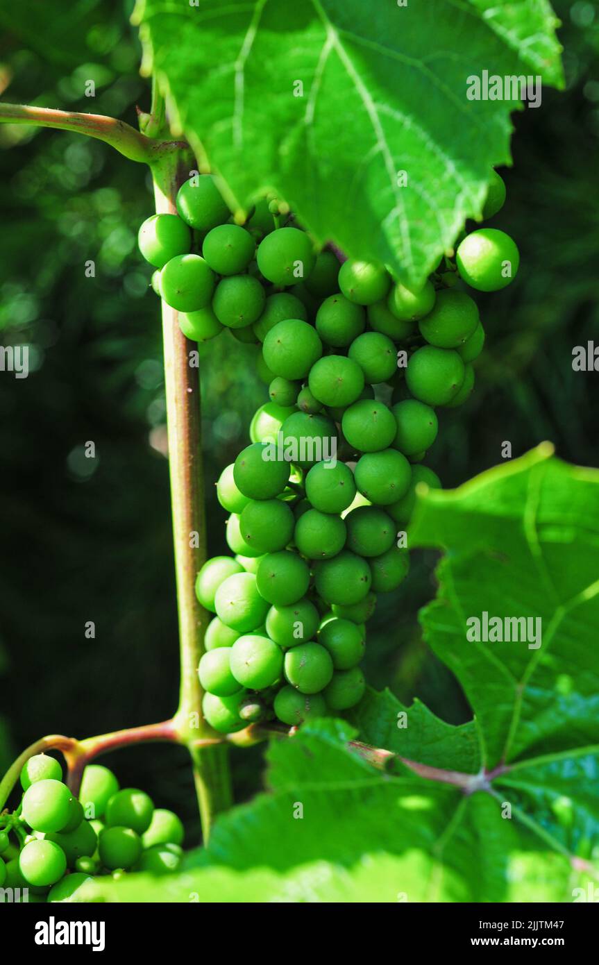 A green grape with leaves growing on tree Stock Photo - Alamy