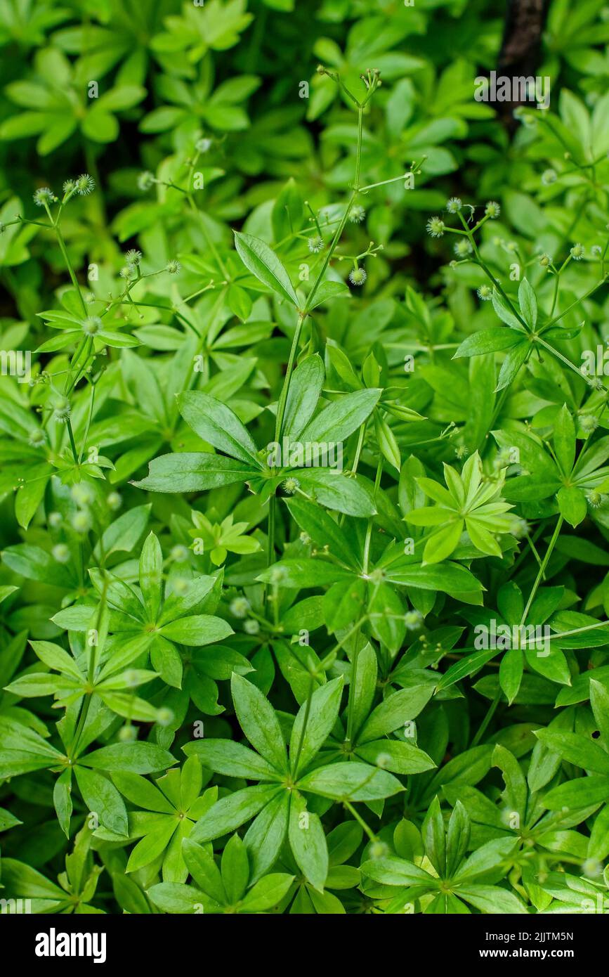 Woodruff plant, the leaves of the woodruff plant Stock Photo - Alamy