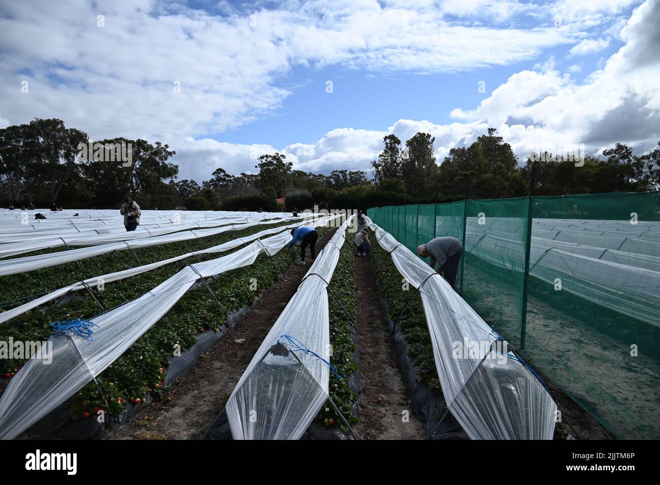 People picking fields hi-res stock photography and images - Alamy