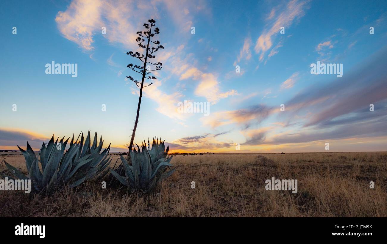 A dry landscape and agave plants under a cloudy sky during the sunset ...