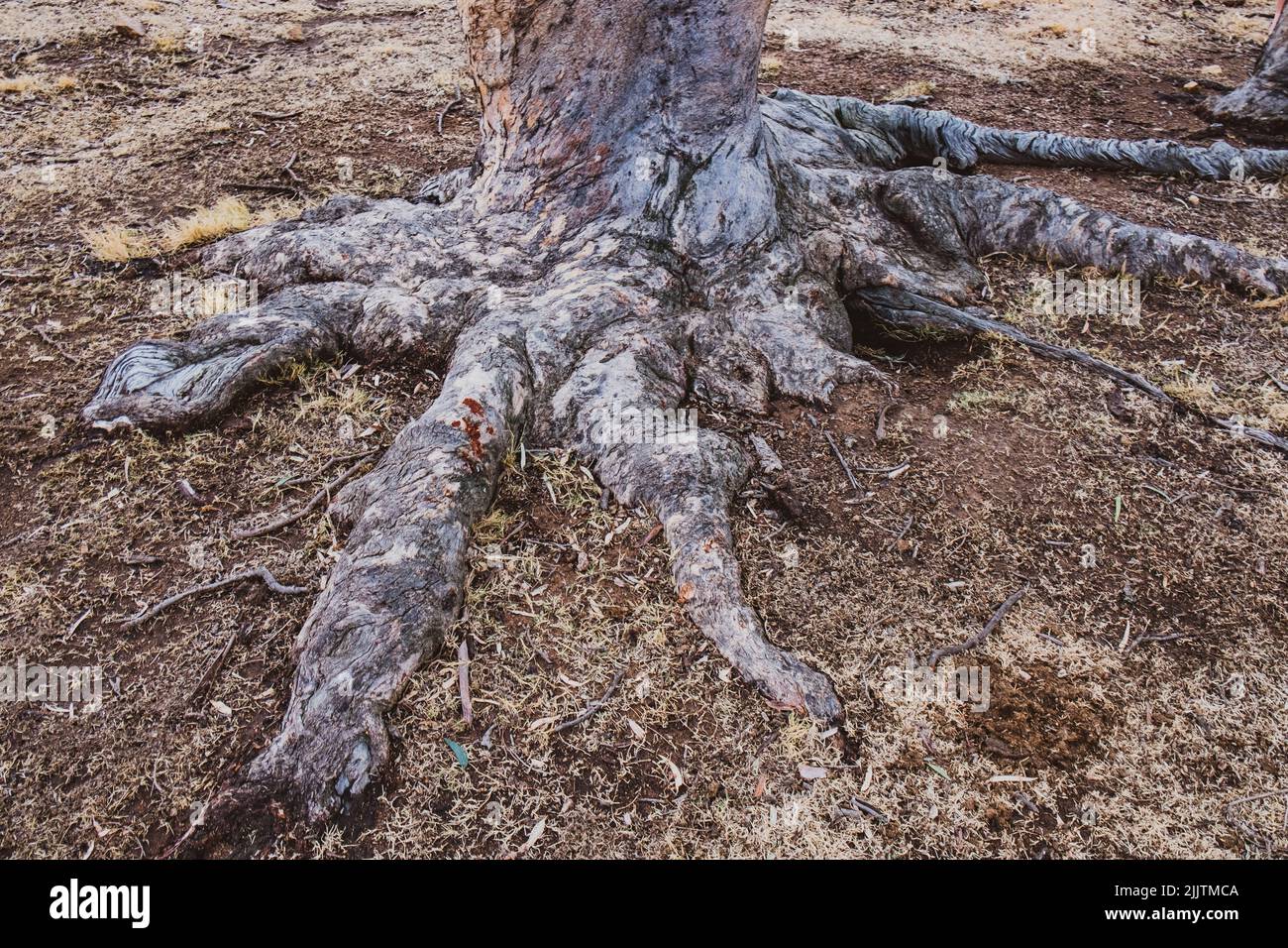 An old tree roots above the ground Stock Photo - Alamy