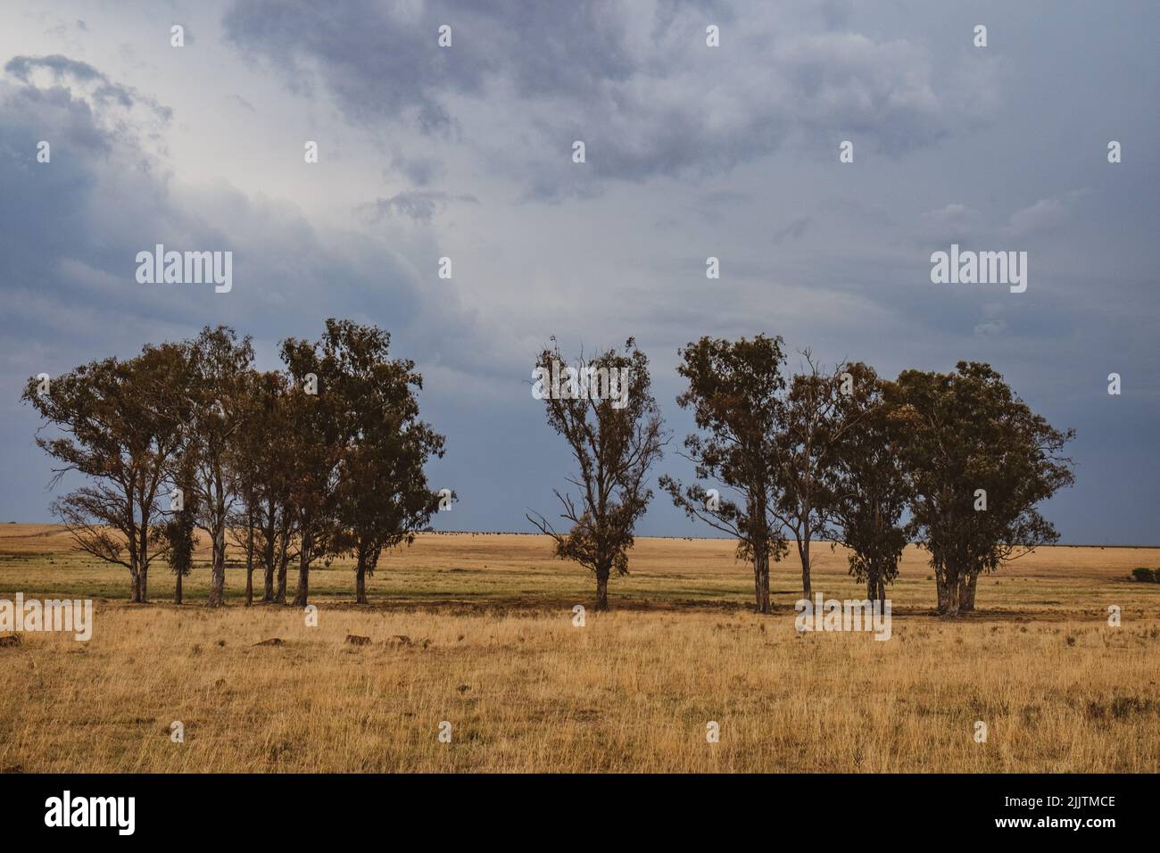 Field with row of trees hi-res stock photography and images - Alamy