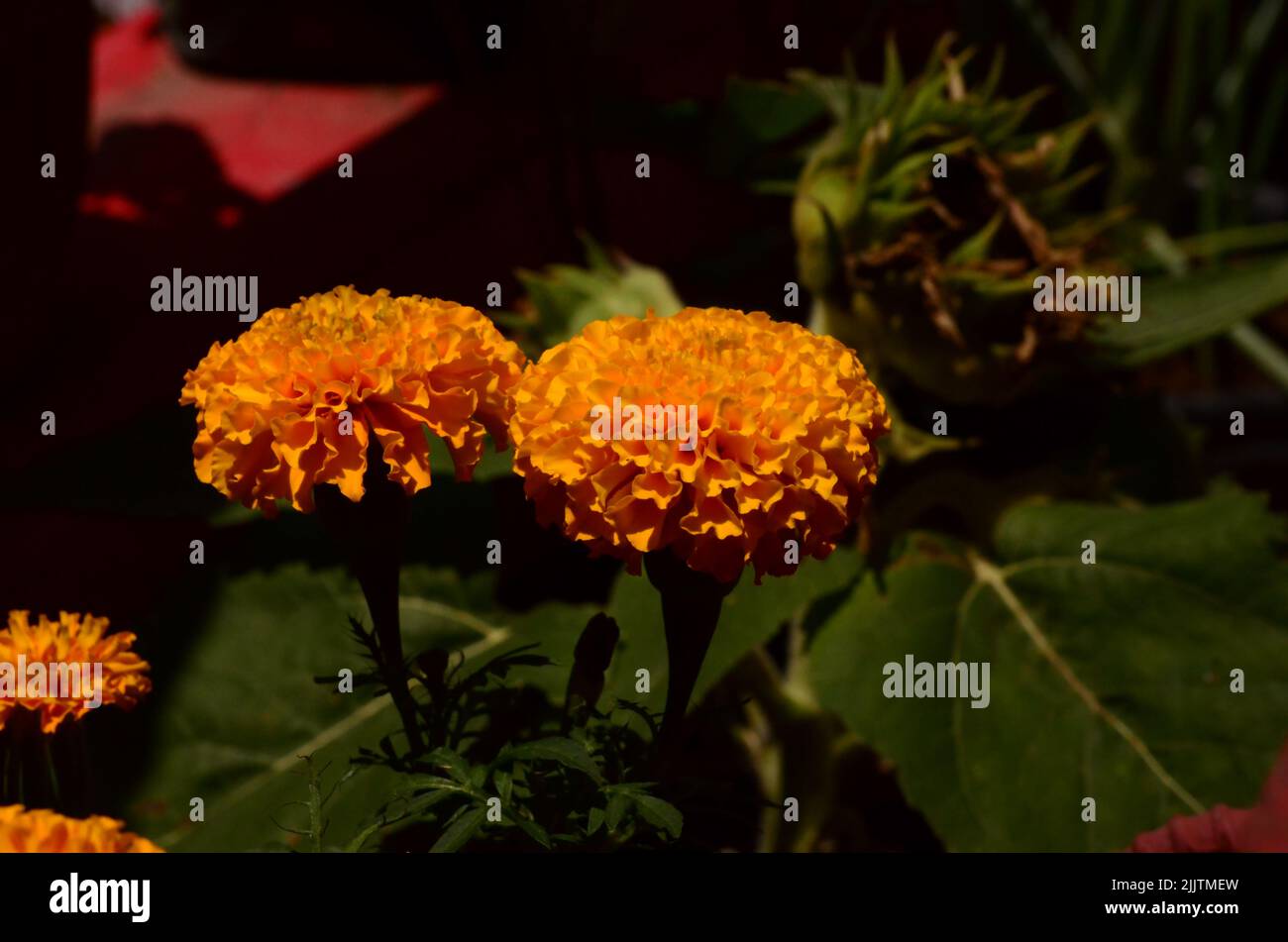 Closeup shot marigold flowers hi-res stock photography and images - Alamy