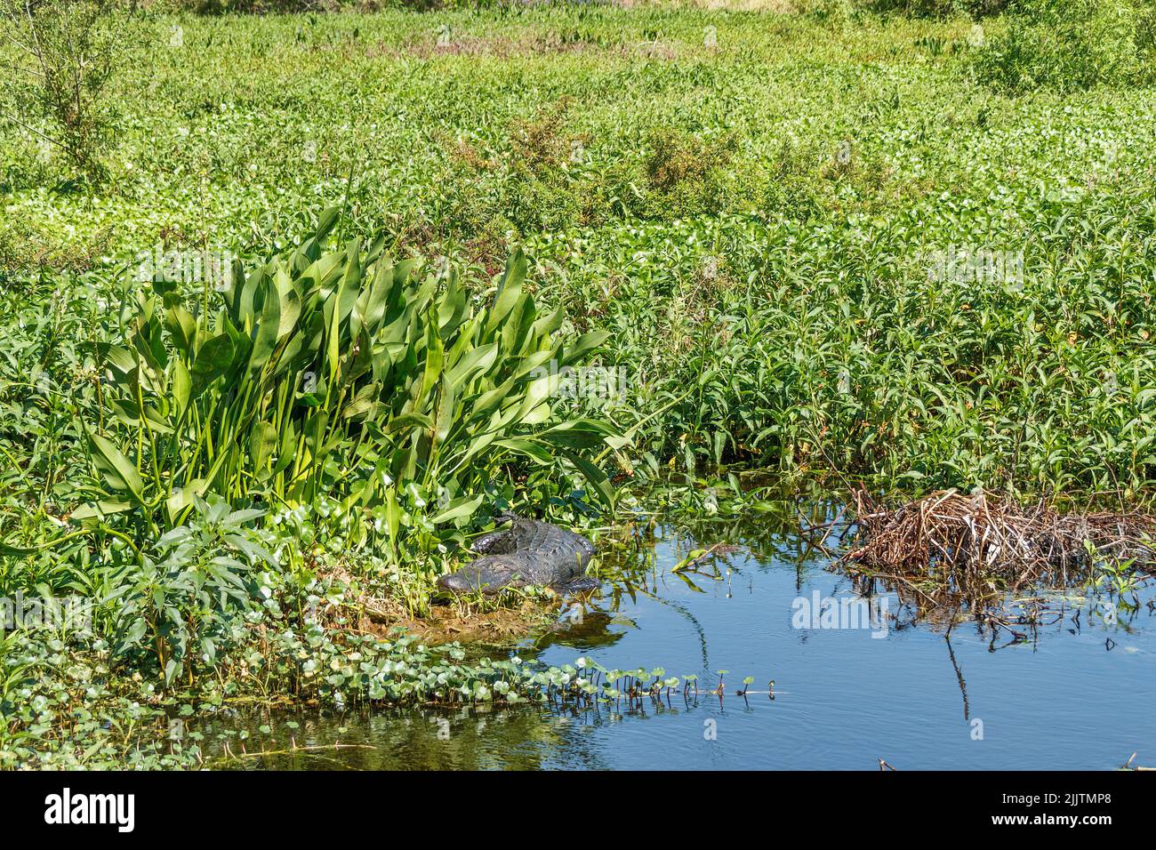 An American alligator sunning on the bank in the marsh in Circle B Bar ...