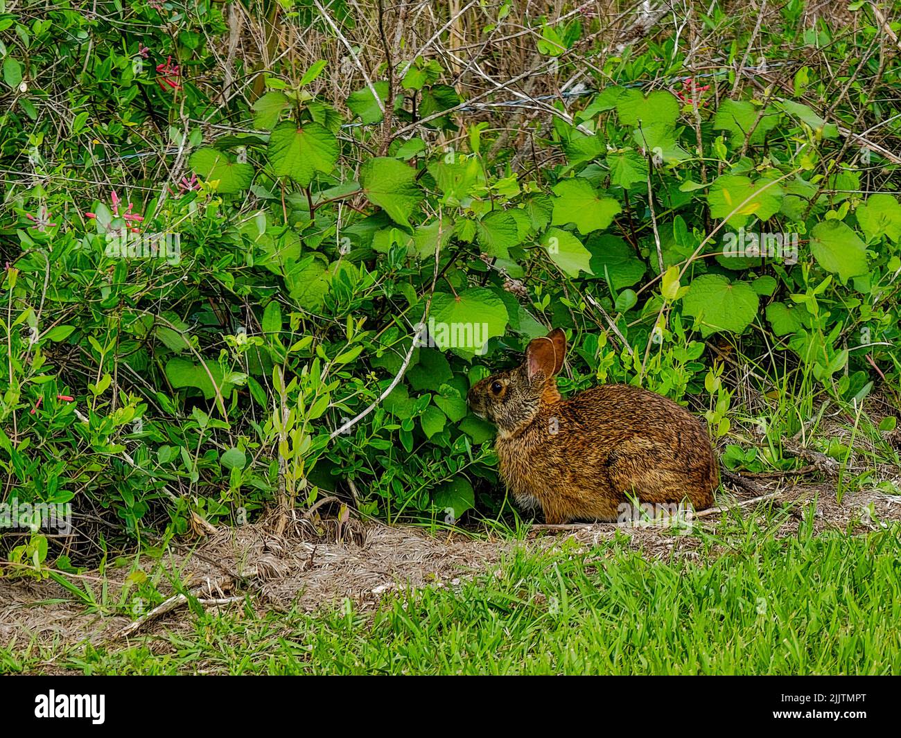 Wesley chapel and florida hi-res stock photography and images - Alamy