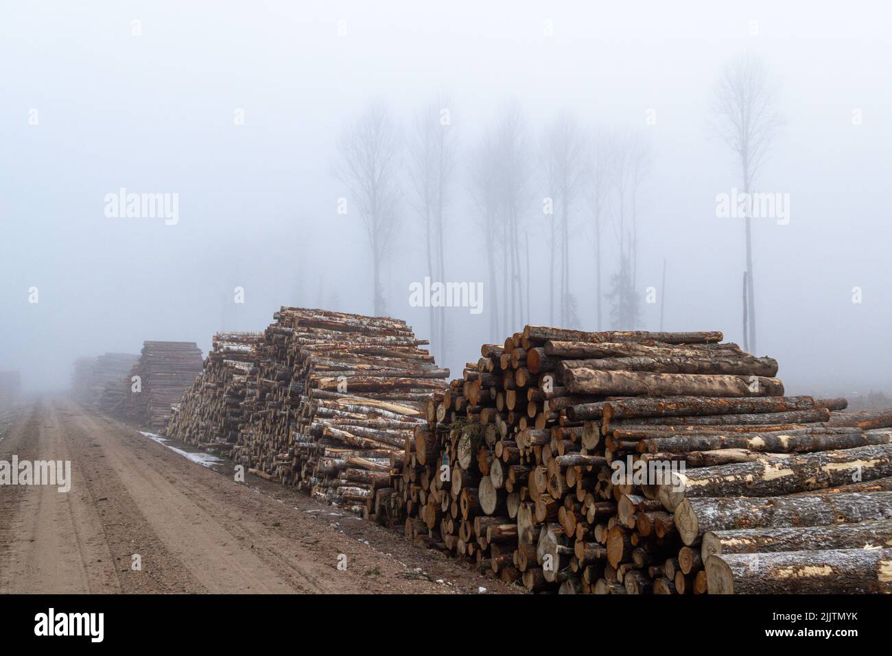 The stacks of freshly cut logs along a dirt road in the foggy forest ...
