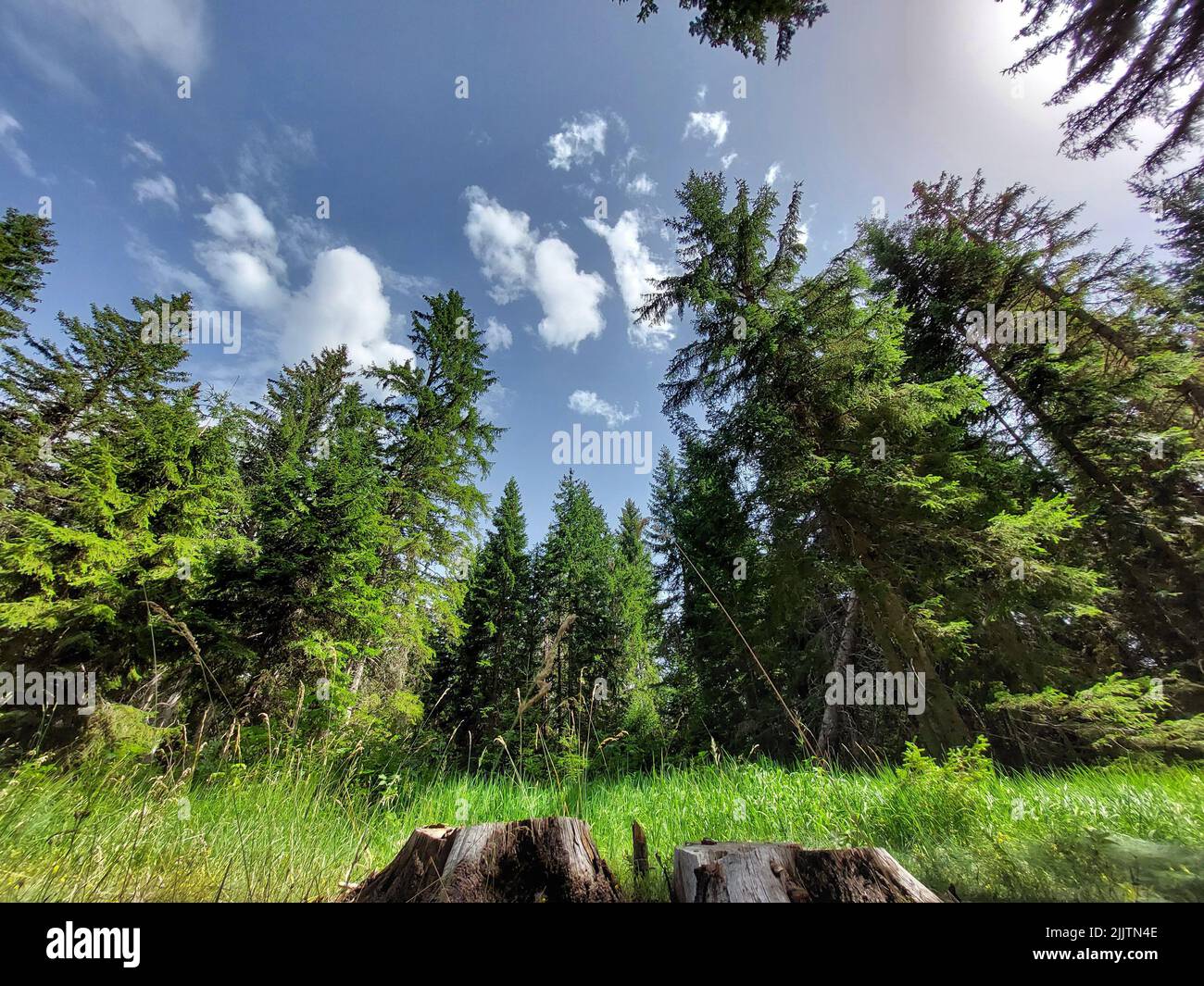 Pine trees low angle shot hi-res stock photography and images - Alamy