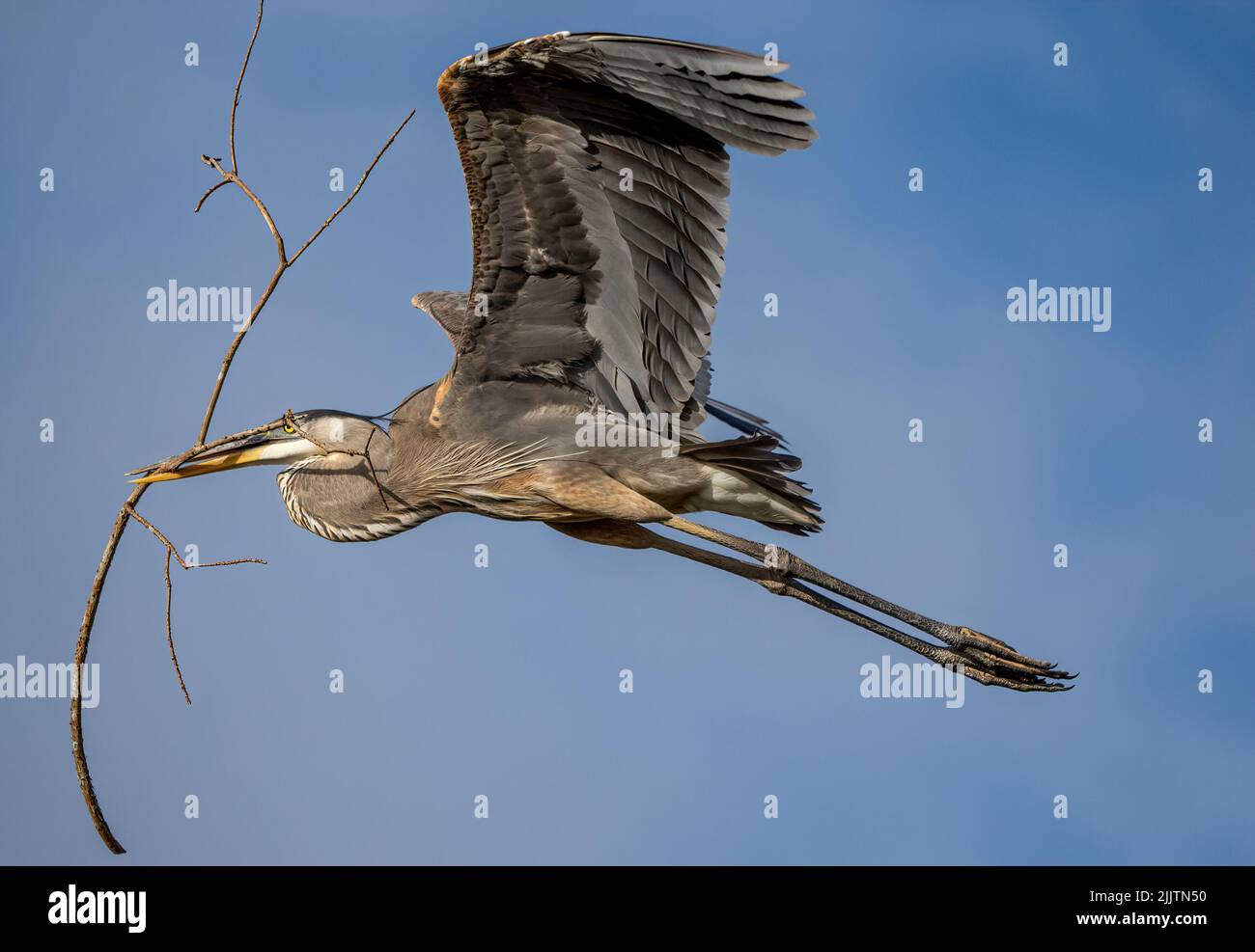 A great blue heron flying high in the blue sky in Florida Stock Photo ...