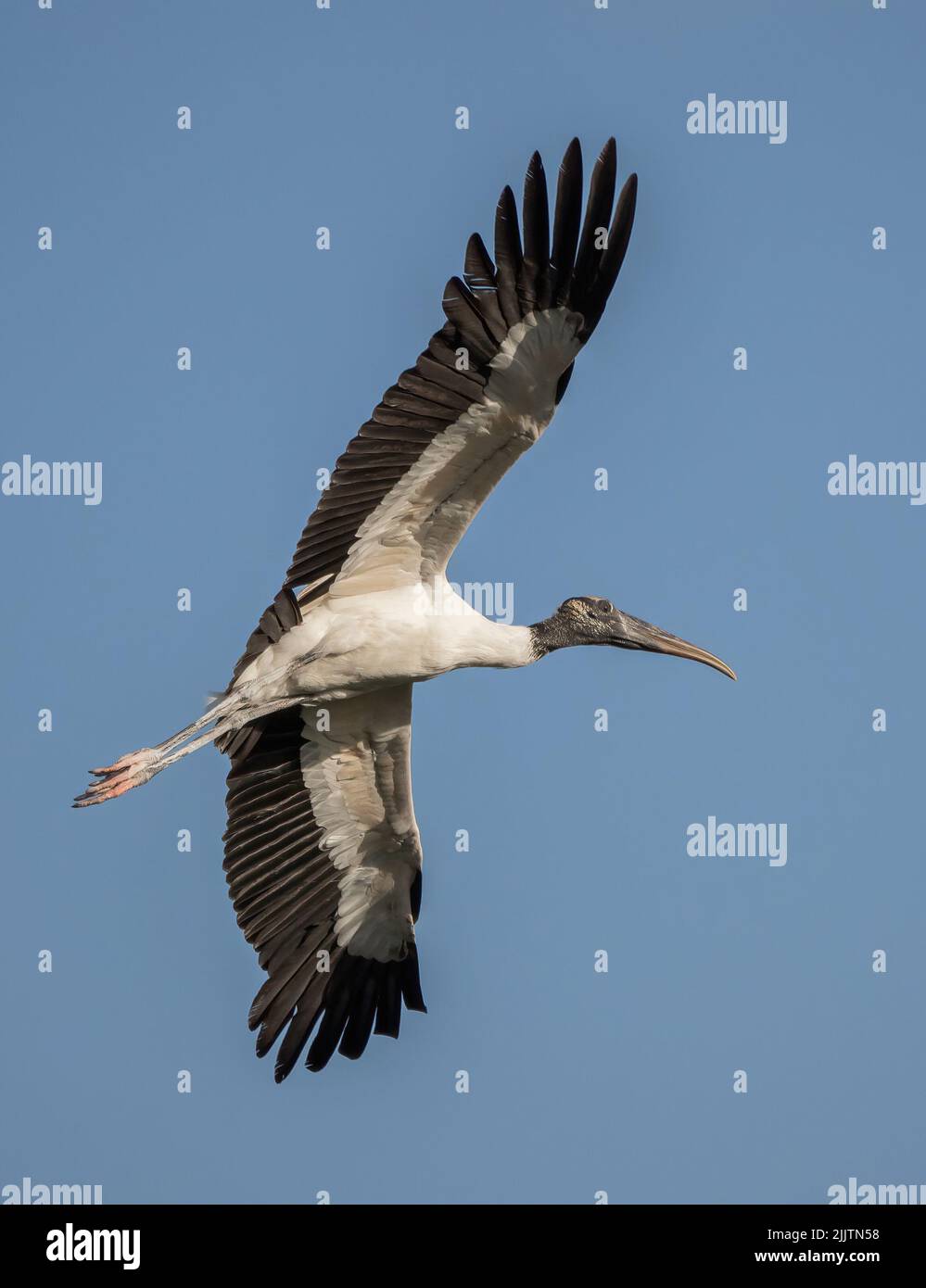 A wood stork (mycteria americana) in flight in Florida, USA Stock Photo ...