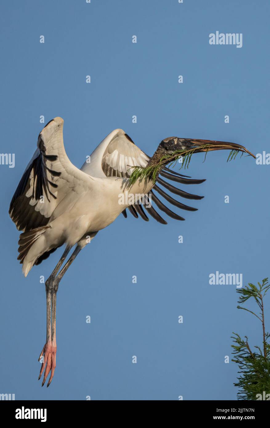 A wood stork (mycteria americana) in flight in Florida, USA Stock Photo ...