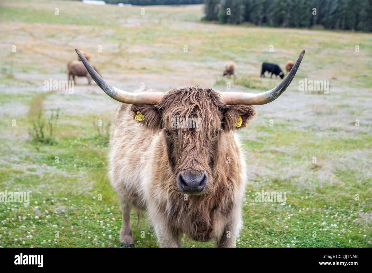Highland cattle in the Swedish province of Skane in summer. photo: Bo ...