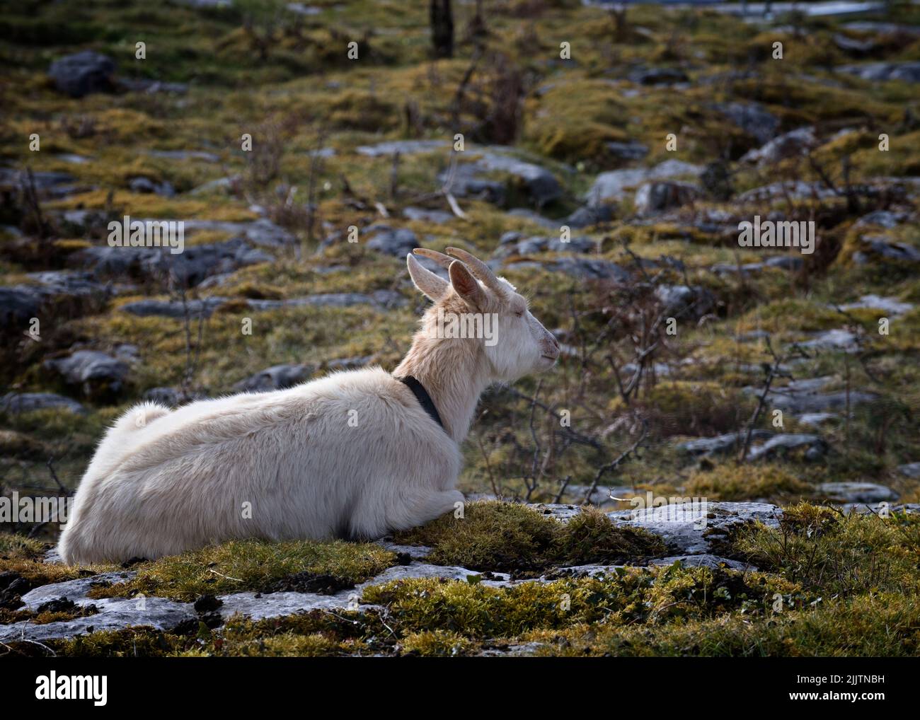 Goat field hill hi-res stock photography and images - Alamy
