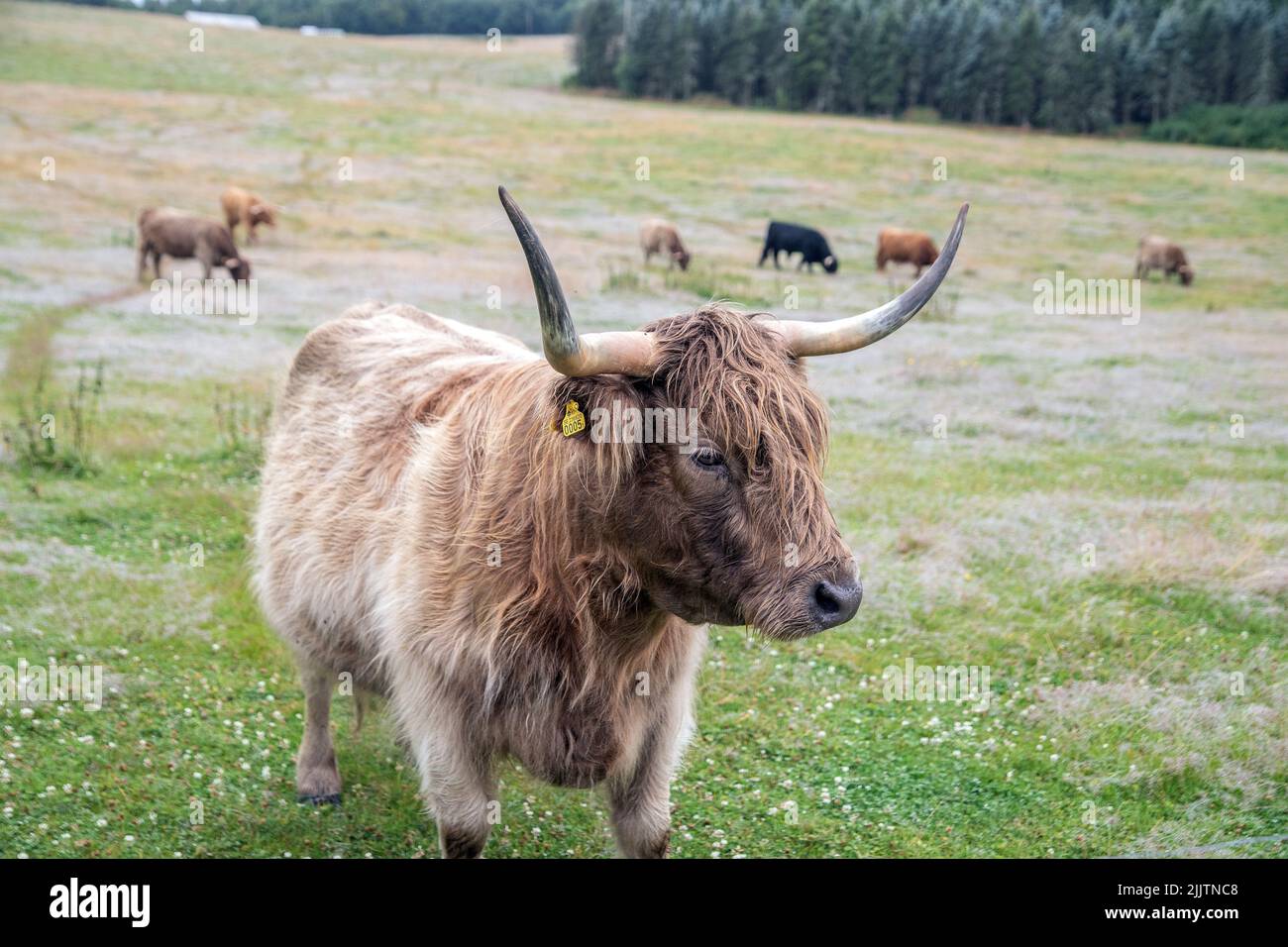 Highland cattle in the Swedish province of Skane in summer. photo: Bo ...