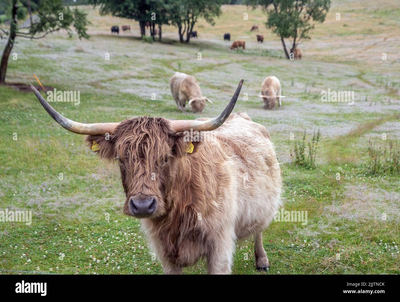 Highland cattle in the Swedish province of Skane in summer. photo: Bo ...