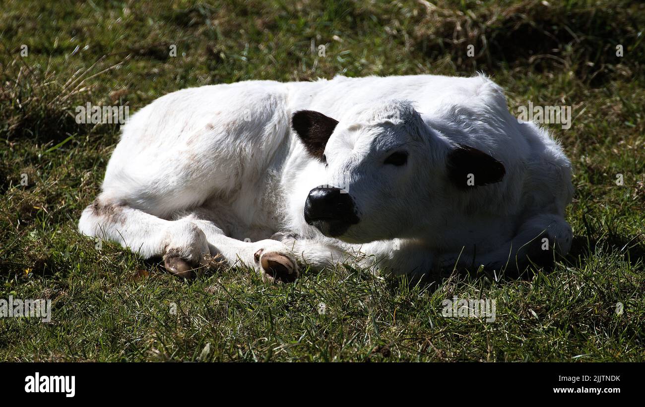 A selective of a British White cattle resting on green grass Stock ...