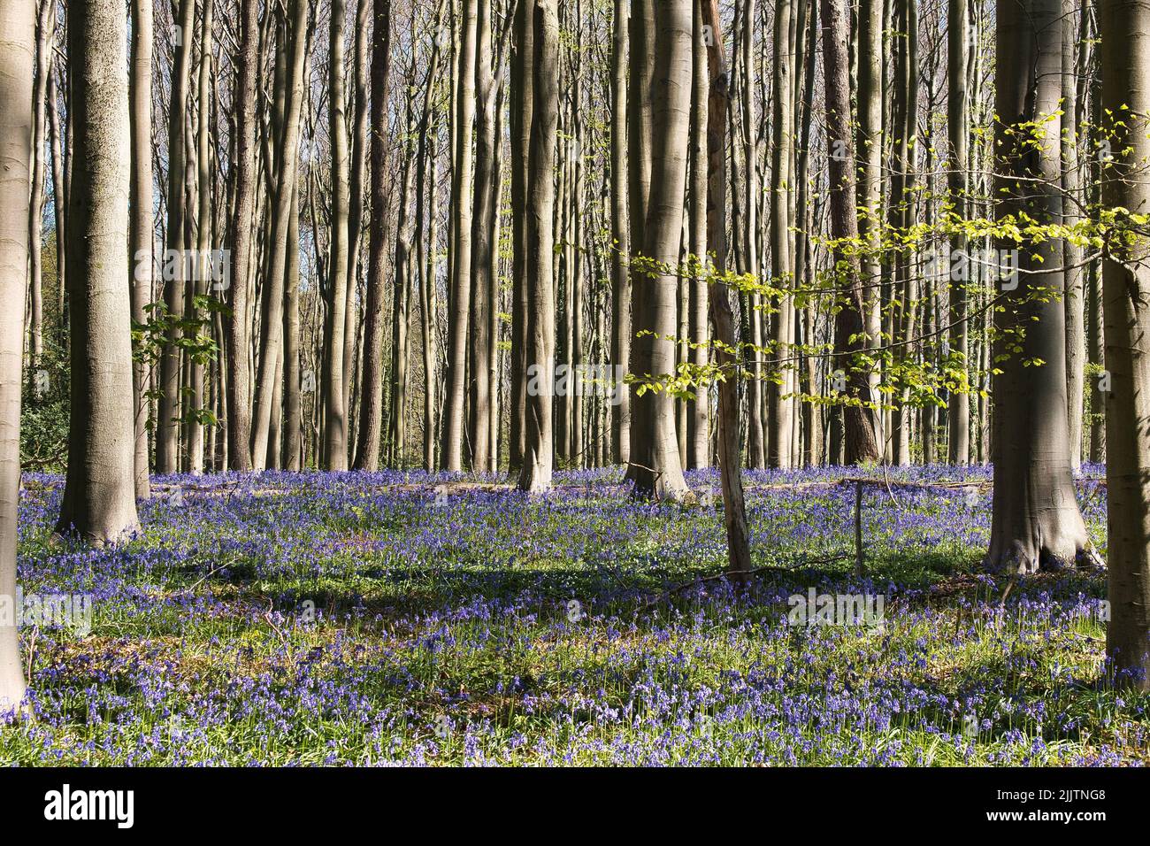 A dense forest with blue flowers and tall trees in Hallerbos, Belgium ...