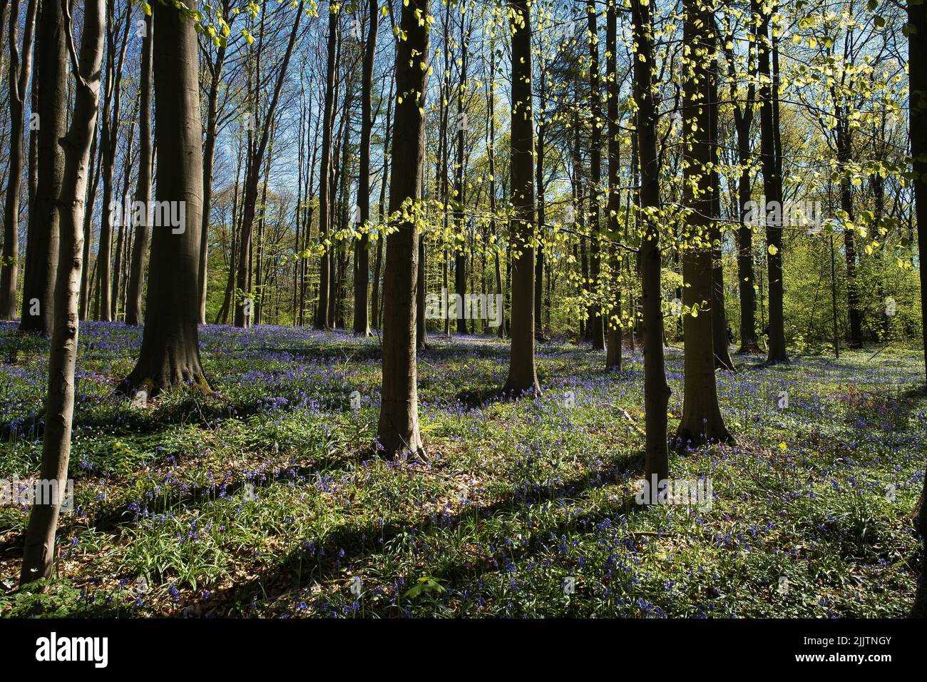 A dense forest with blue flowers and tall trees in Hallerbos, Belgium ...