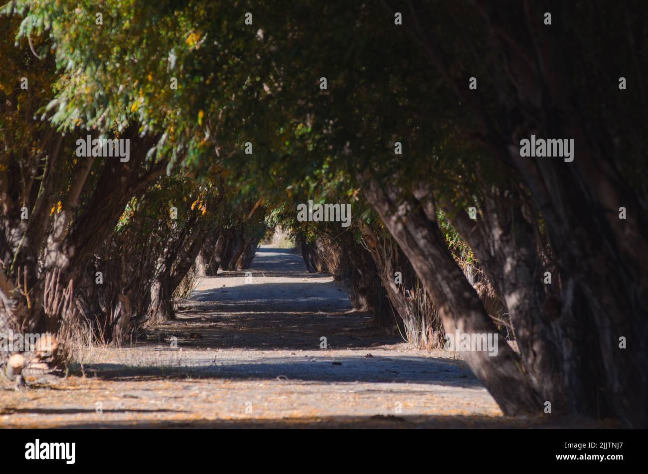Pathway in forest tall trees hi-res stock photography and images - Alamy