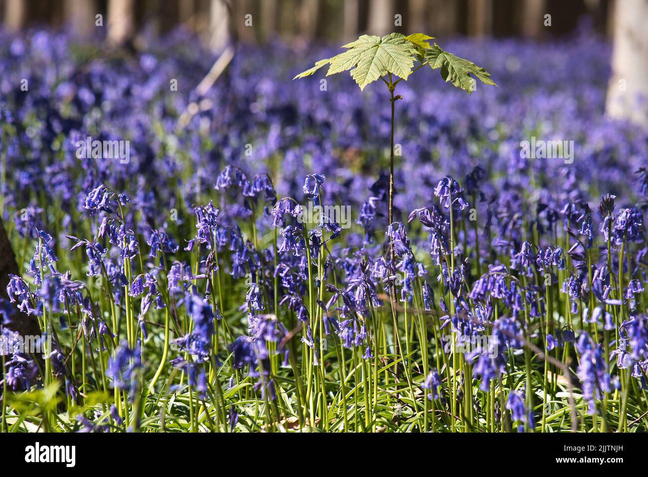 A closeup of bluebell flowers in a forest in Hallerbos, Belgium Stock ...
