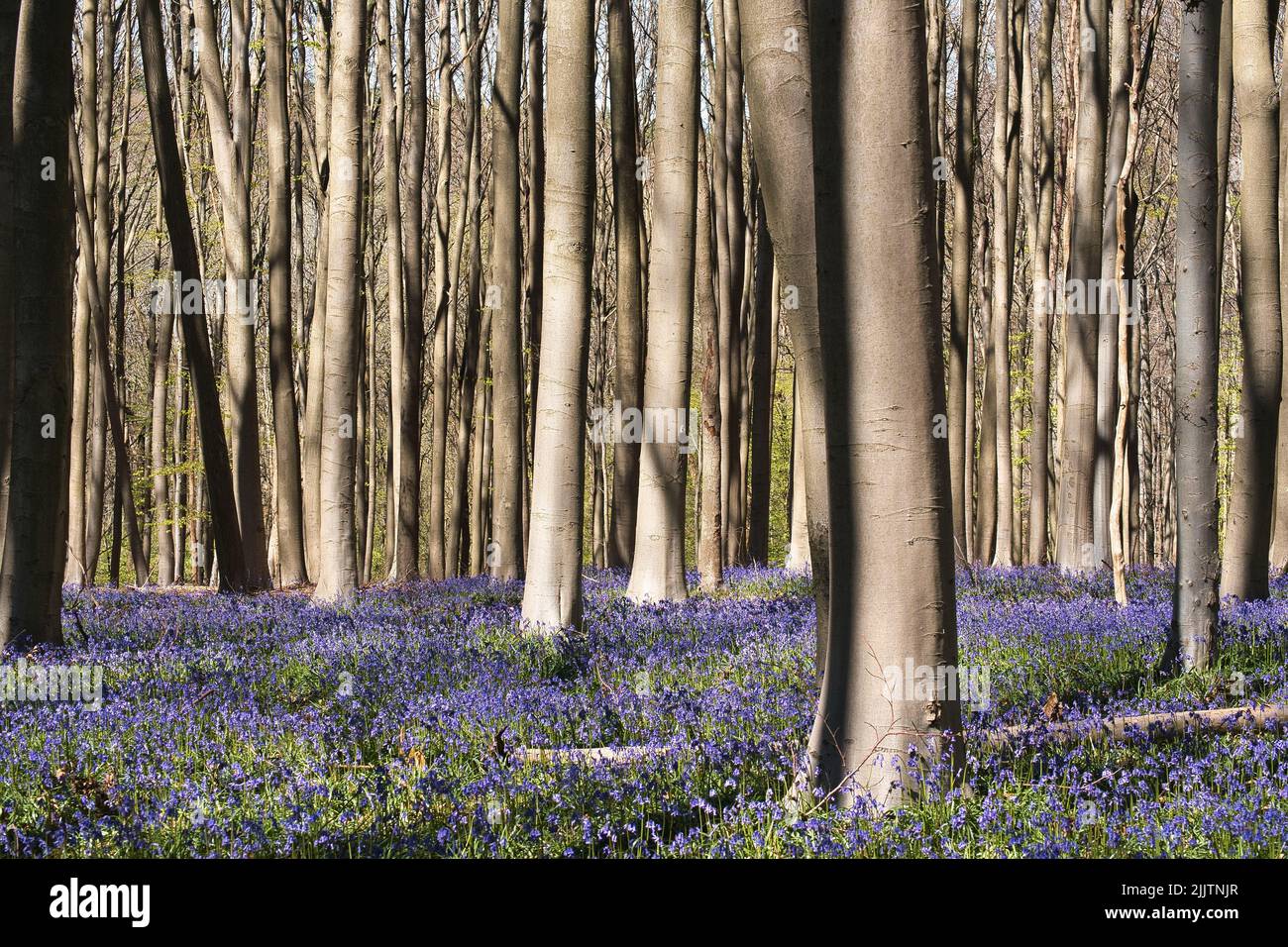 A dense forest with blue flowers and tall trees in Hallerbos, Belgium ...