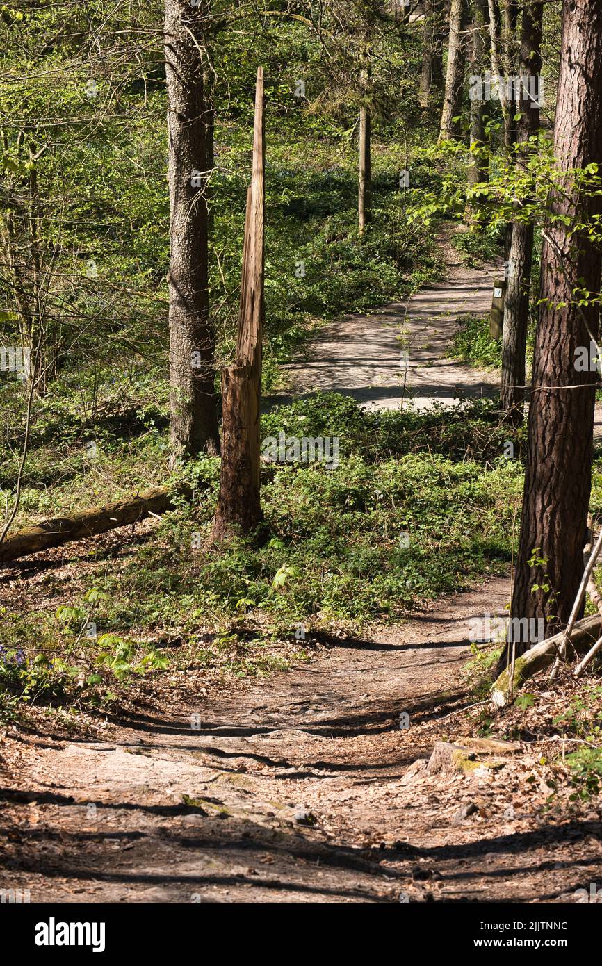 Dense forest path winding hi-res stock photography and images - Alamy