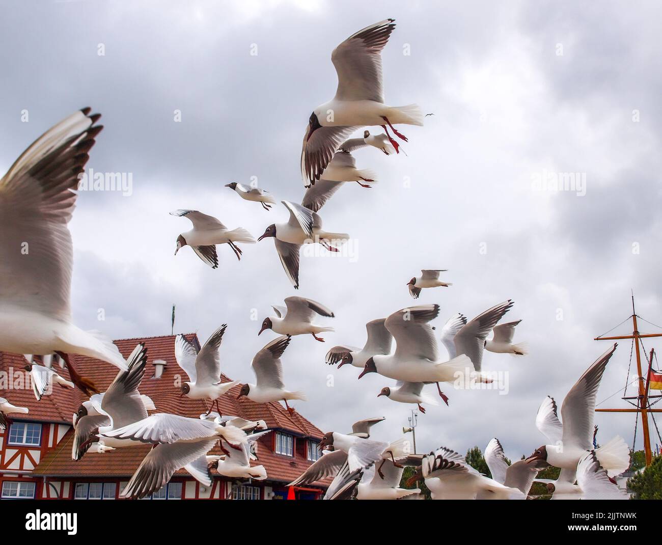 Fauna seagulls hi-res stock photography and images - Alamy