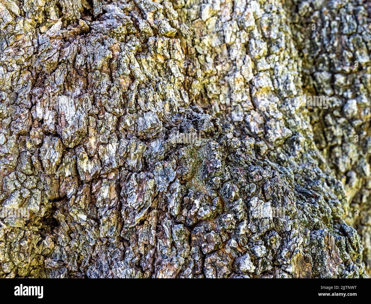 Surface of tree hi-res stock photography and images - Alamy
