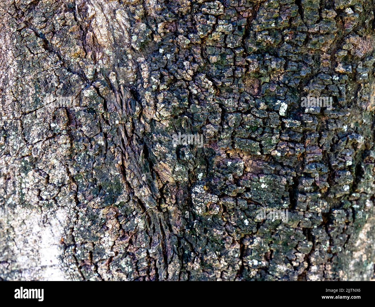 The details of natural texture of tree bark with sunlight Stock Photo ...