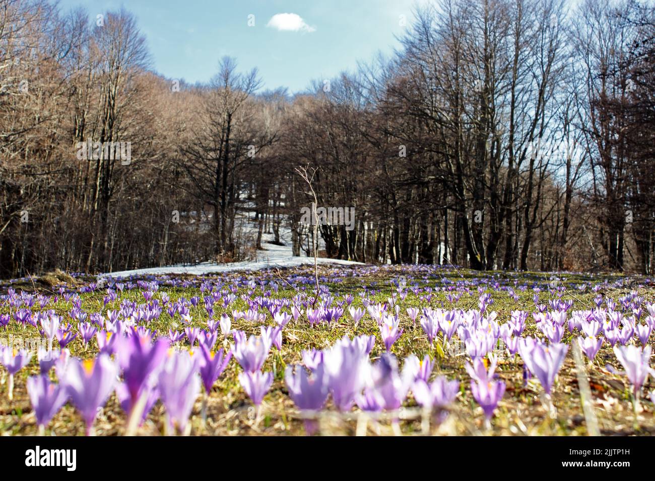 The wild purple crocuses in the forest Stock Photo - Alamy