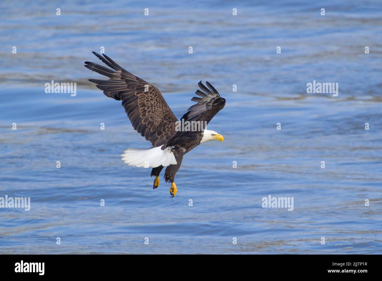 A Bald Eagle flying on top of a blue sea and trying to get some fish ...