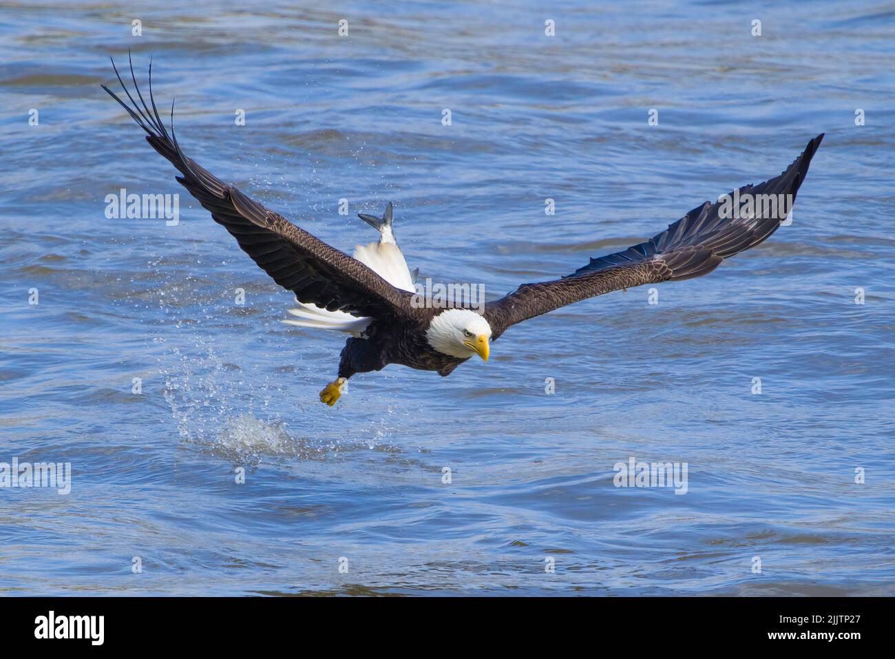 A Bald Eagle flying on top of a blue sea and trying to get some fish ...
