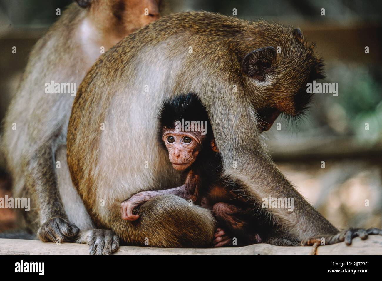 Monkey hugging hi-res stock photography and images - Alamy