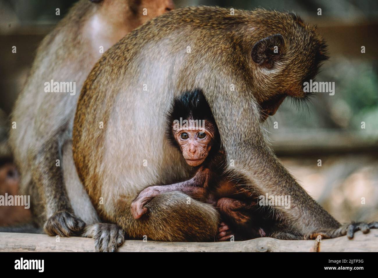 Monkey hugging hi-res stock photography and images - Alamy