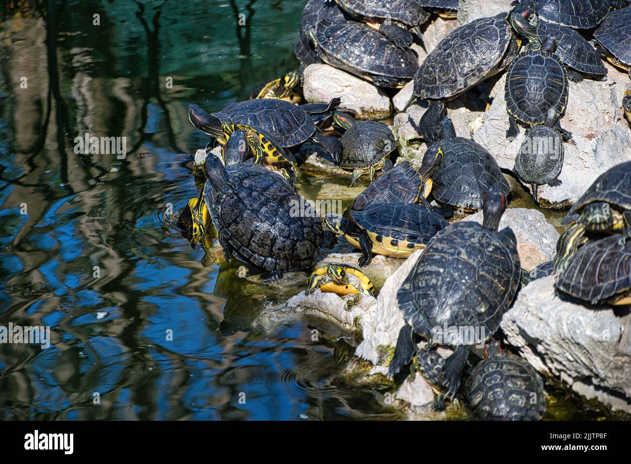 Turtles on rocks hi-res stock photography and images - Alamy