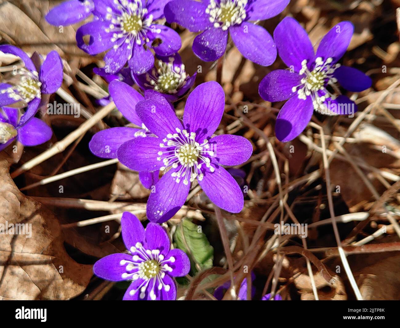 Violet flower hepatica nobilis hi-res stock photography and images - Alamy