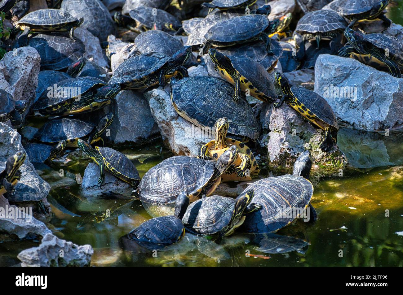 A group of adorable water turtles on rocks in a lake Stock Photo - Alamy