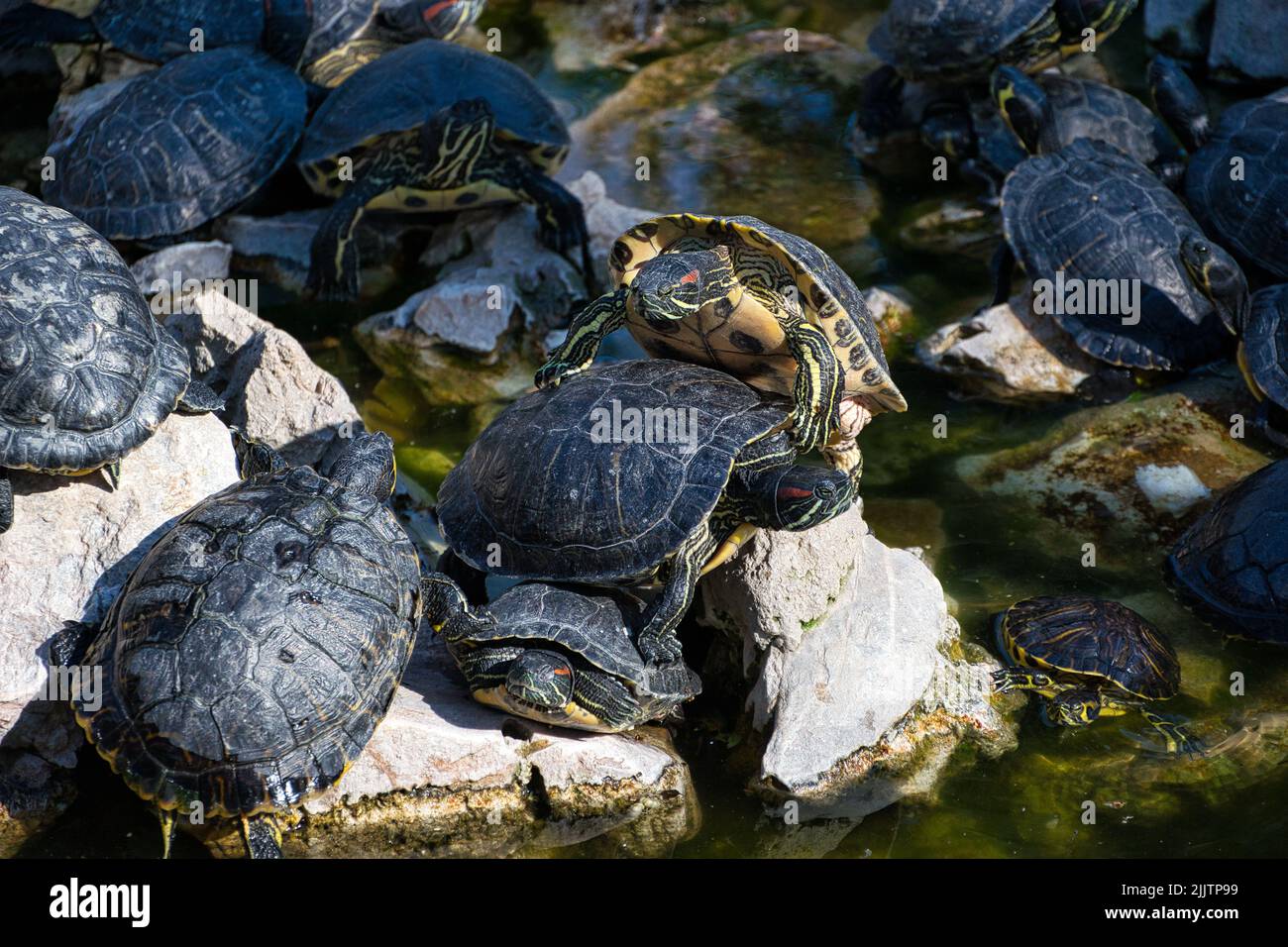 Turtles on rocks hi-res stock photography and images - Alamy