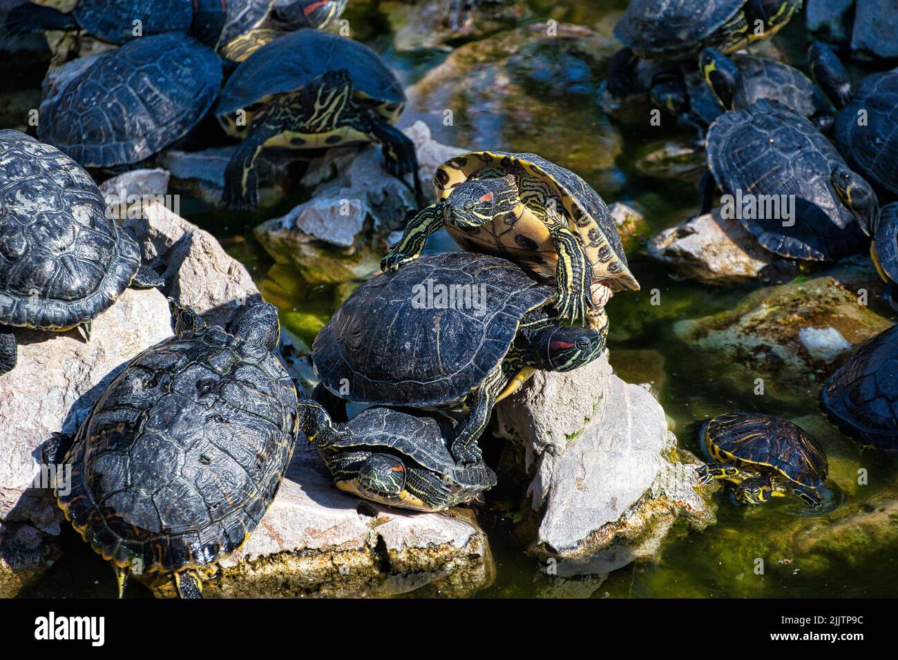 Turtles on rocks hi-res stock photography and images - Alamy