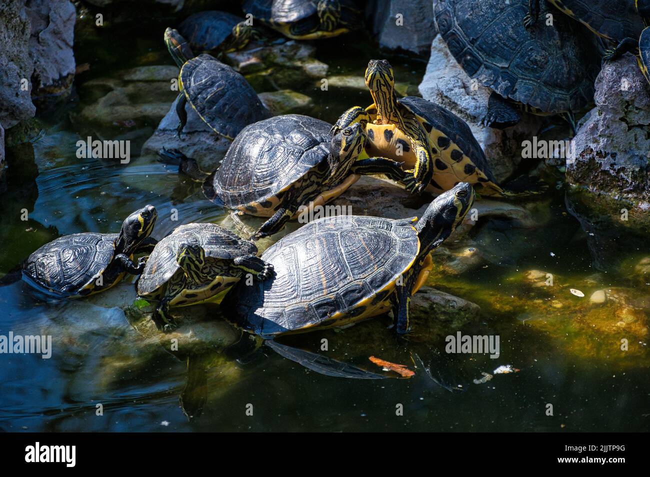 Aquatic turtle on rock hi-res stock photography and images - Alamy