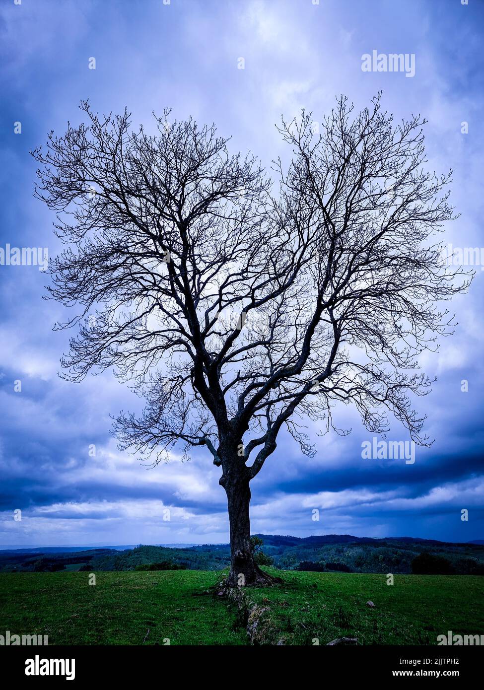 Beautiful dree hi-res stock photography and images - Alamy