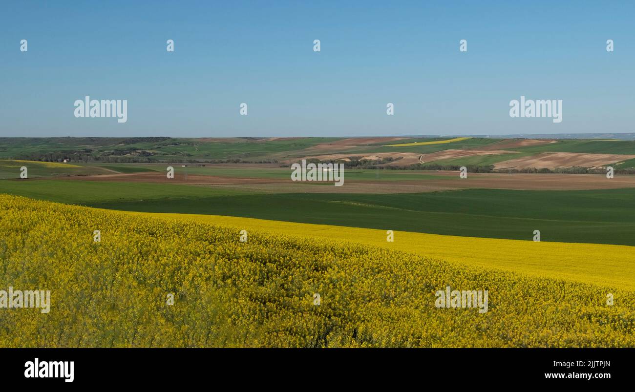 A beautiful country landscape with a large rapeseed field under a clear ...