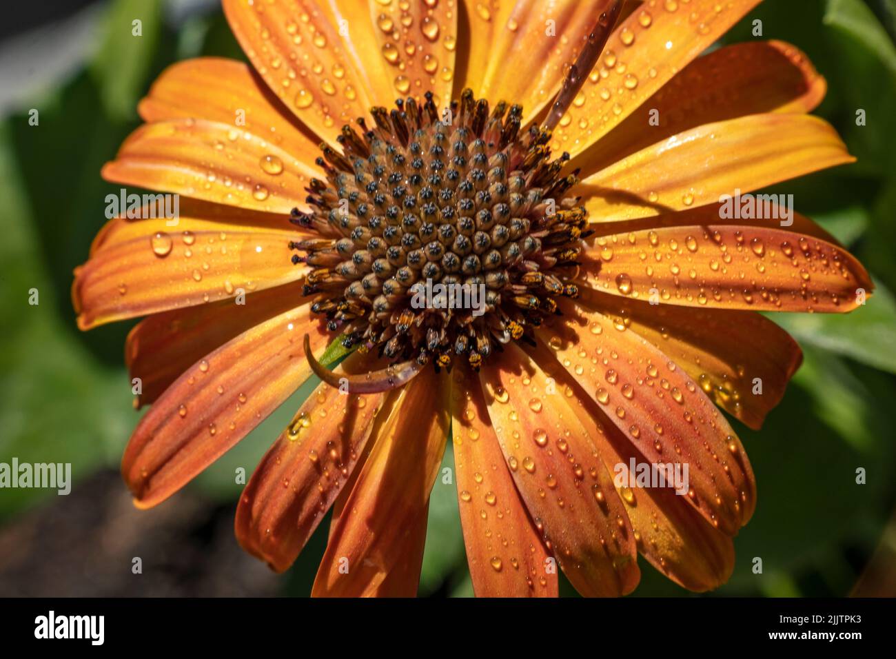 Marigold texture hi-res stock photography and images - Alamy