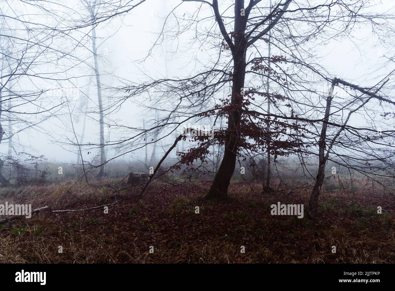 Creepy trees in the cloud forest Stock Photo - Alamy