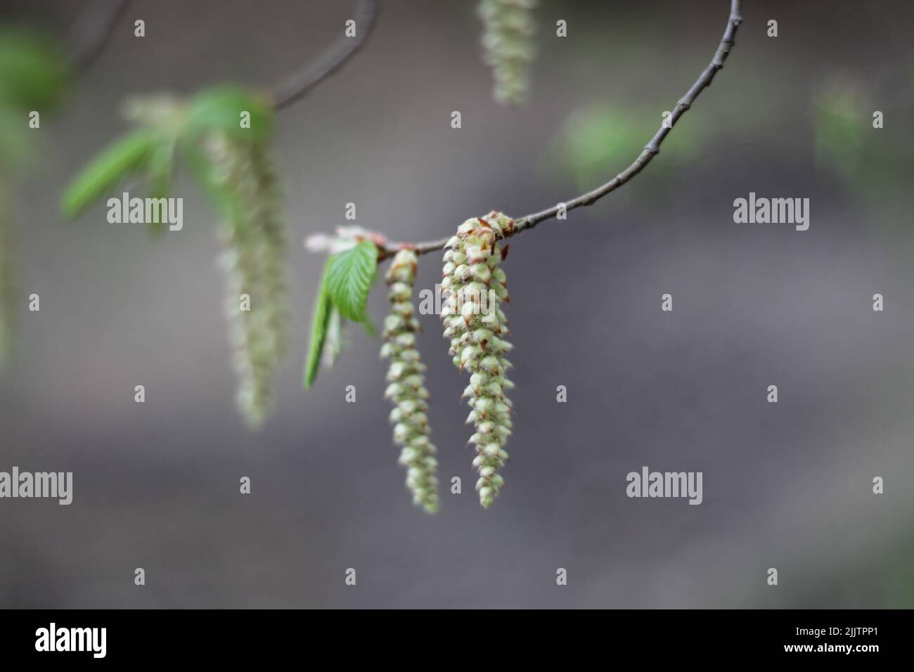 Hornbeam plant garden hi-res stock photography and images - Alamy