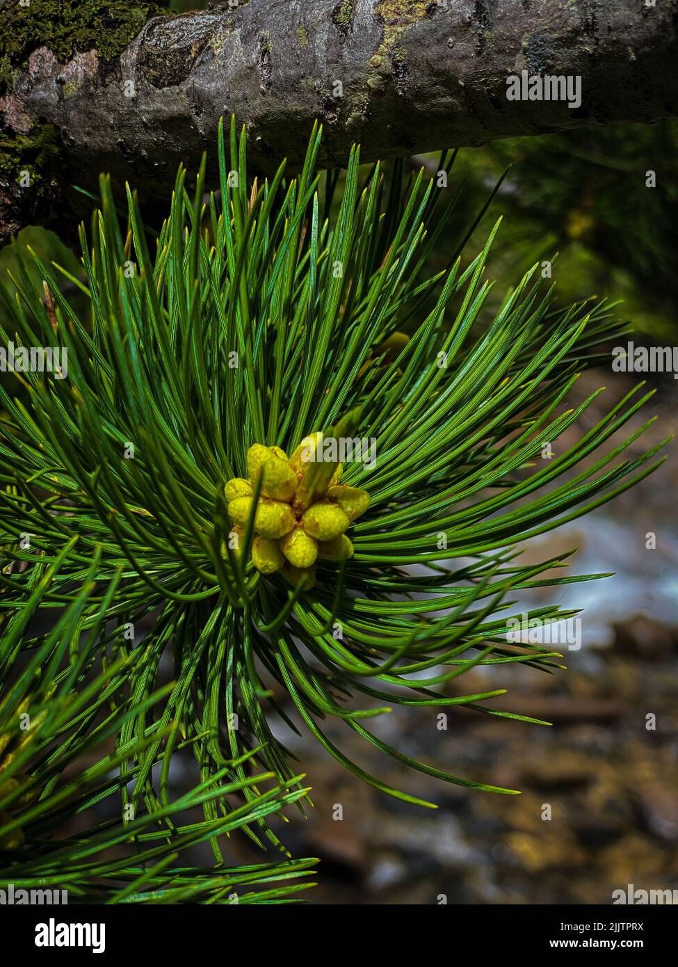 Small branch texture pine hi-res stock photography and images - Alamy