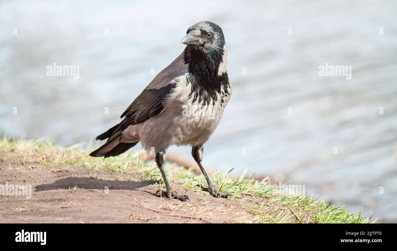 A closeup shot of a hooded crow perched on a ground Stock Photo - Alamy