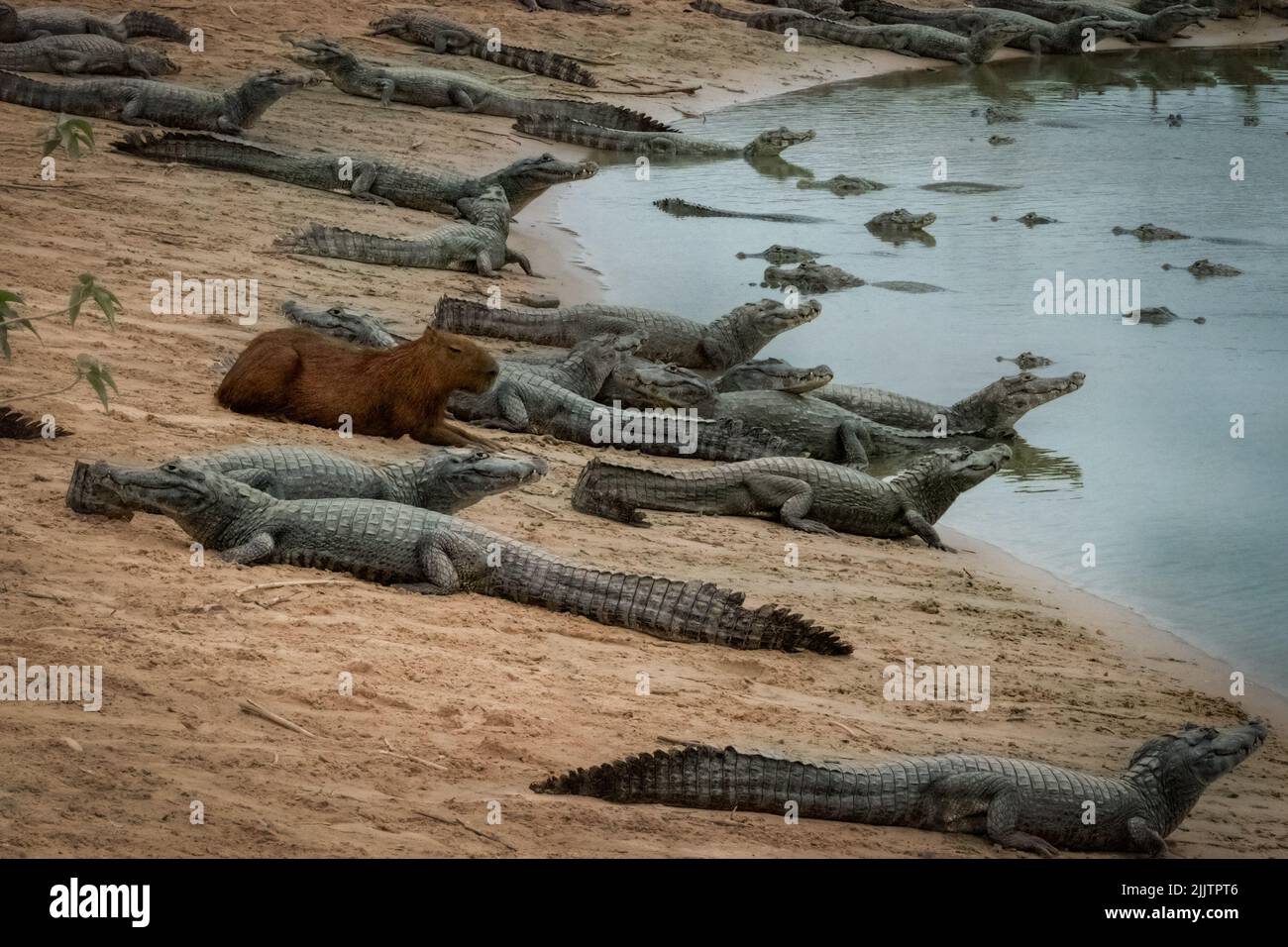 A brave capybara peacefully lying in the middle of several alligators ...