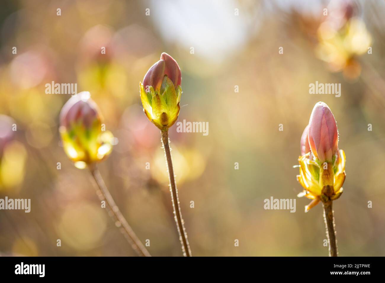 Azalea flower detail hi-res stock photography and images - Alamy