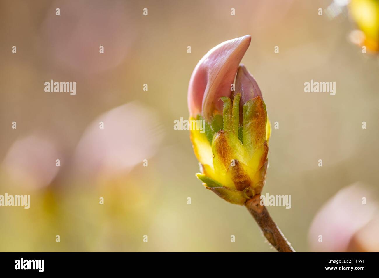 Azalea bud hi-res stock photography and images - Alamy