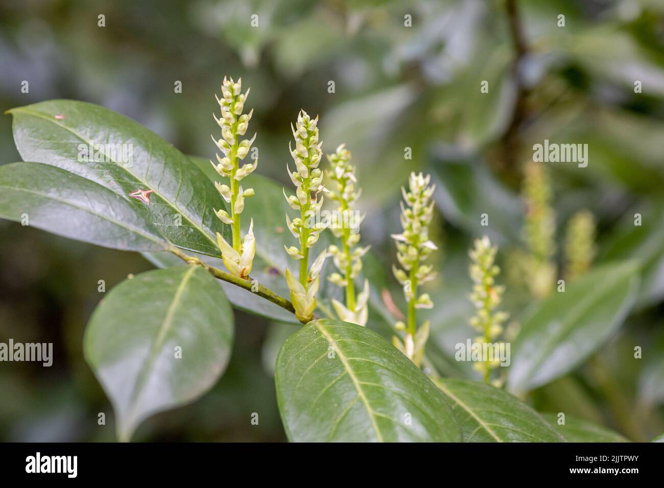 Salix plant hi-res stock photography and images - Alamy